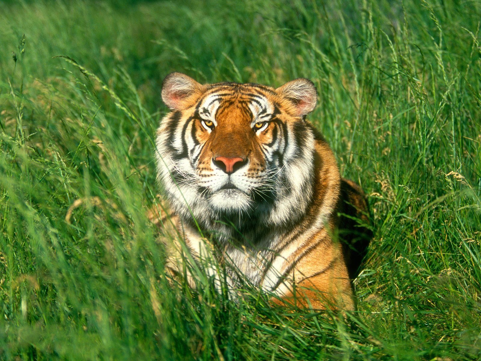 Tiger Picture - Image Abyss