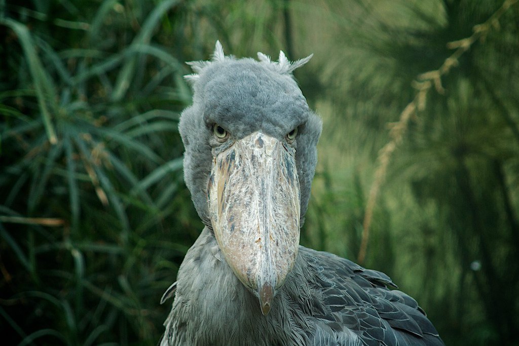 Download Animal Shoebill Image