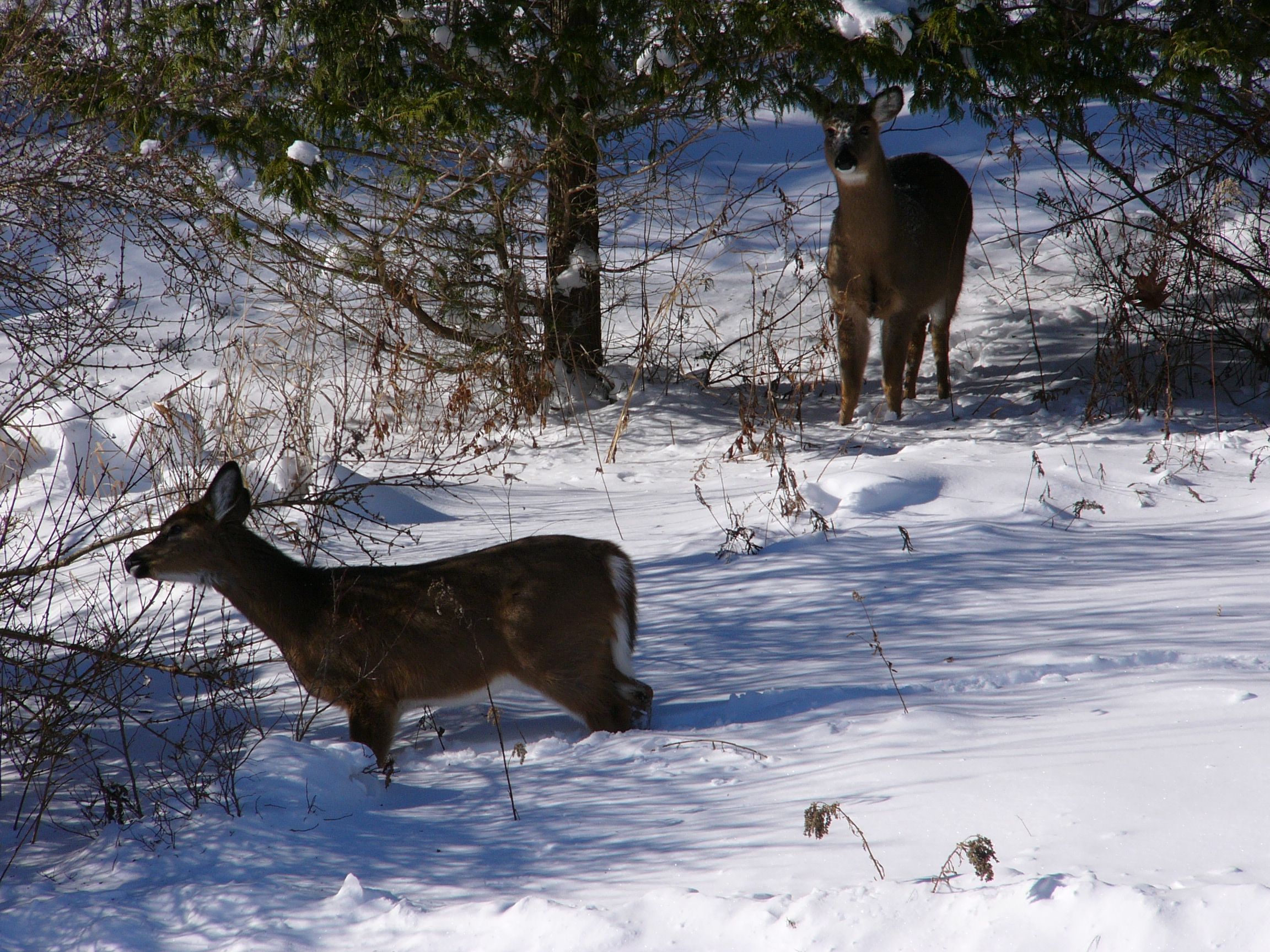 the deer wading through the snow in January 2014 by durkeema