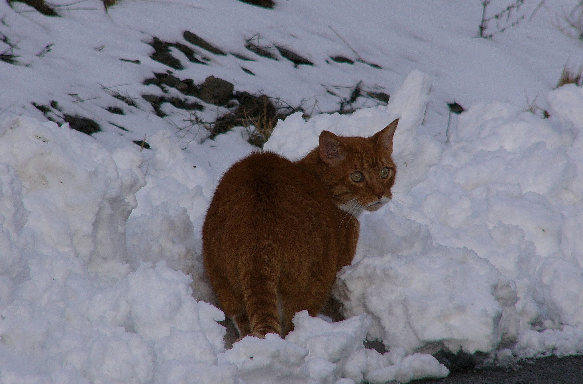 Tanny wading through the snow in January 2014 by durkeema