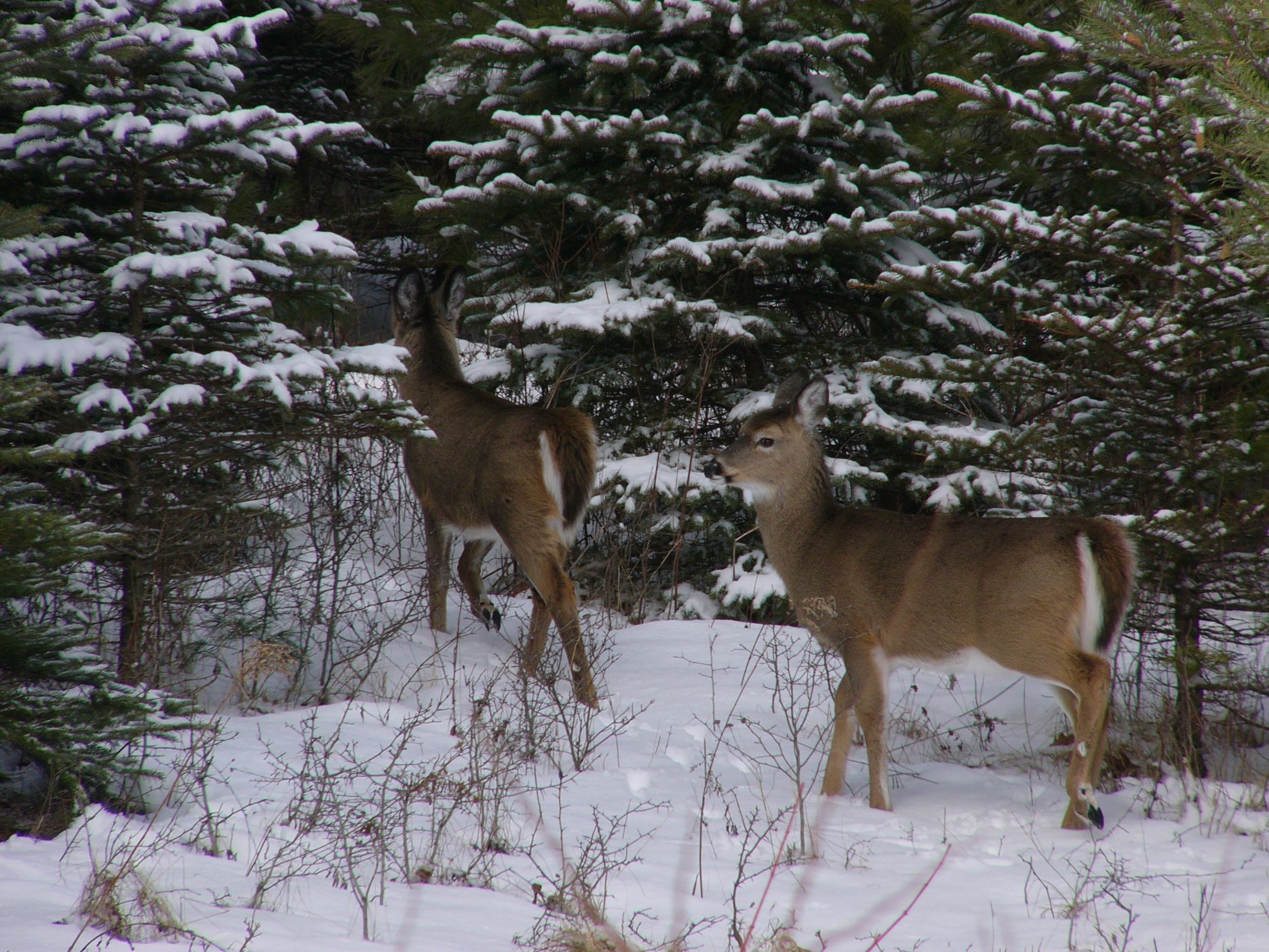 the deer wading through the snow in January 2014 by durkeema
