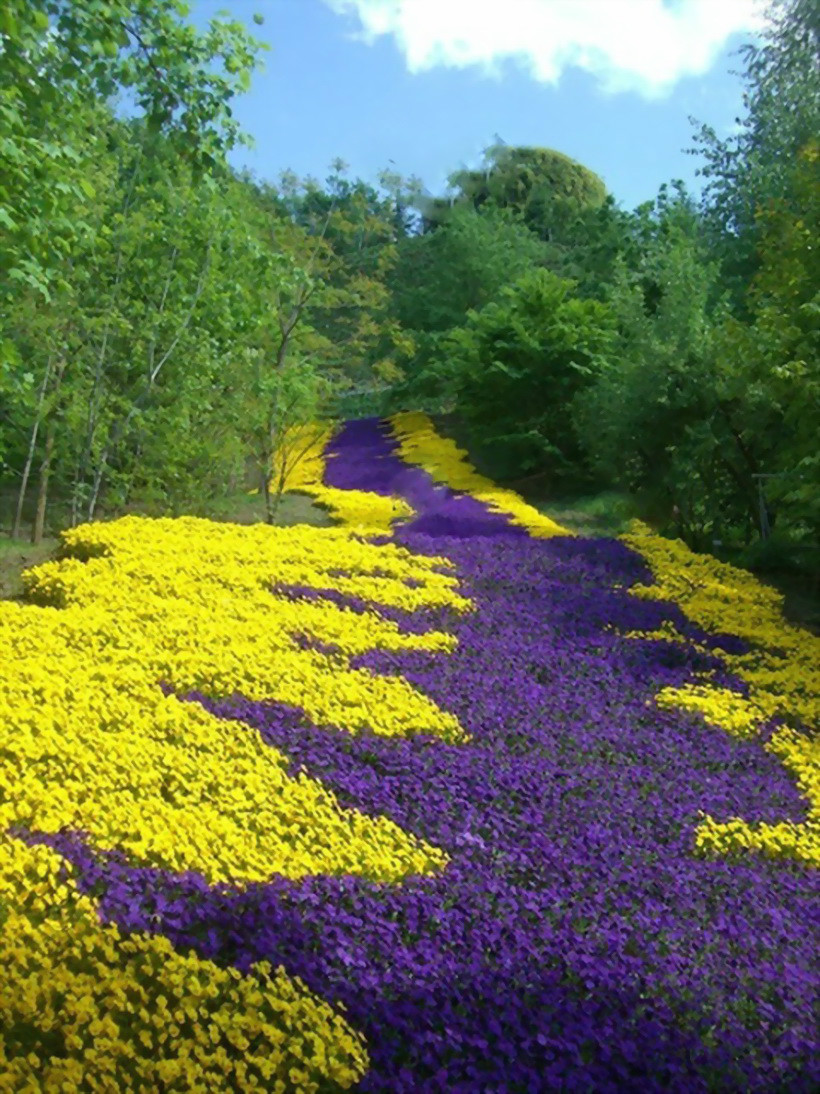 Awesome Flower Street - Image Abyss