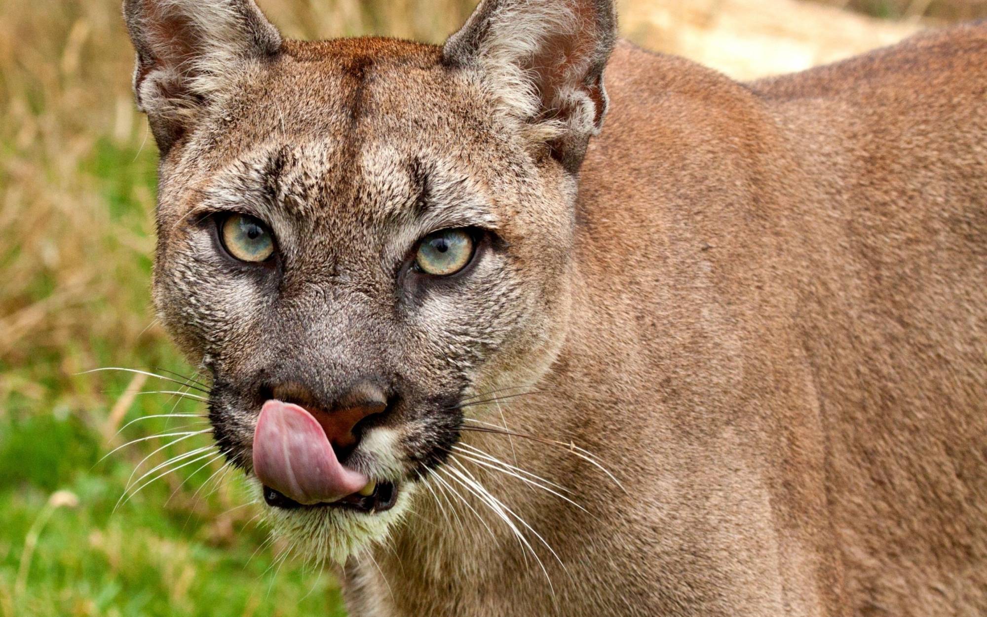 Download Animal Cougar Image