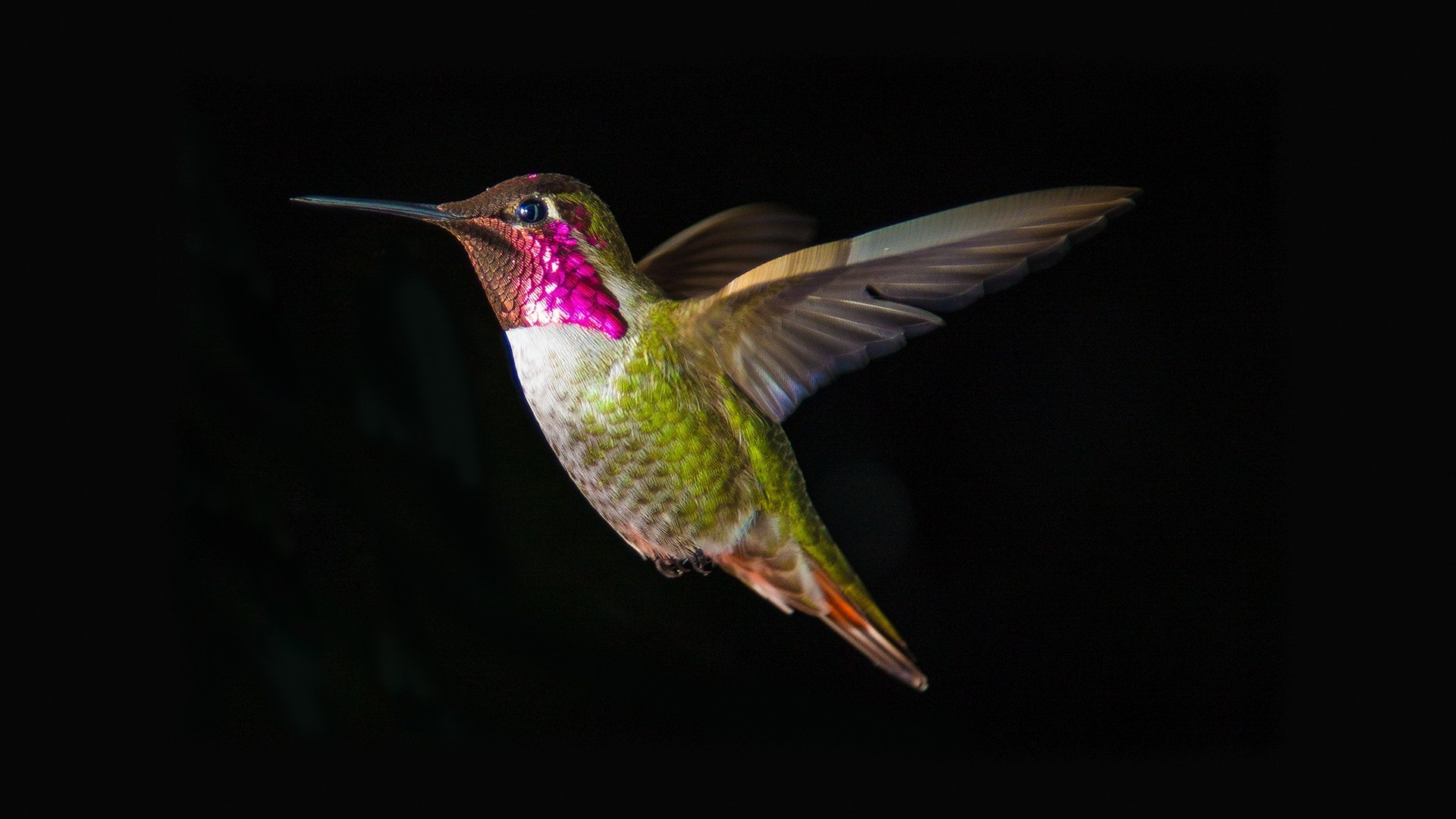 Hummingbird Picture - Image Abyss