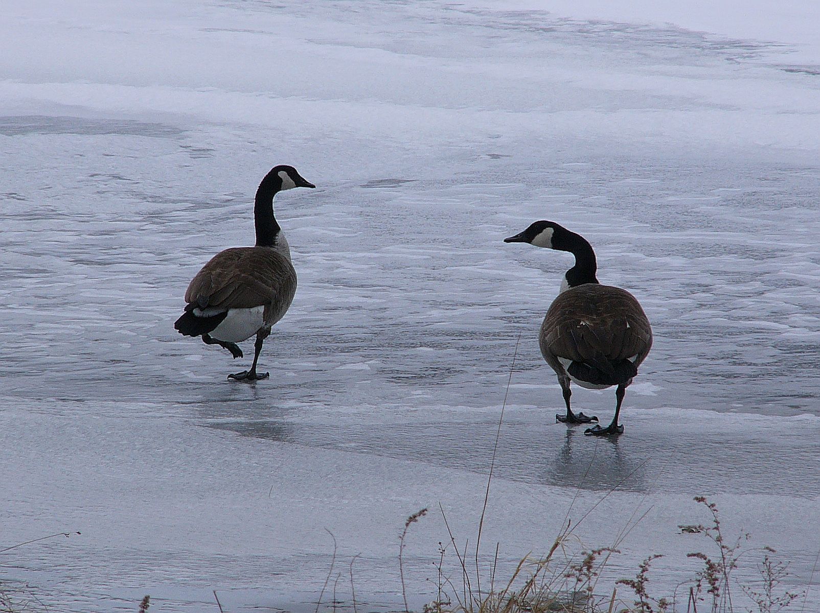 Canada geese on our frozen lake - March 2014 by durkeema - Image Abyss