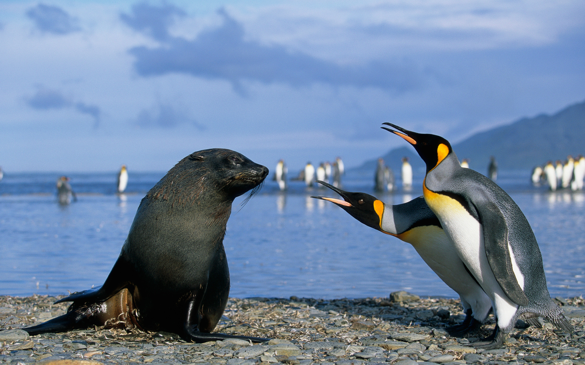 Penguin Picture by Mark Garrigan - Image Abyss