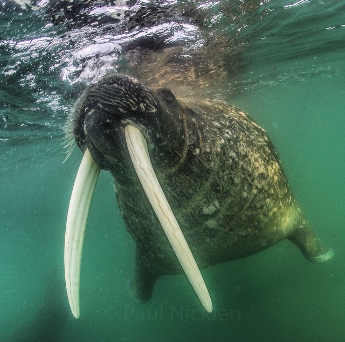 Download Animal Walrus Image