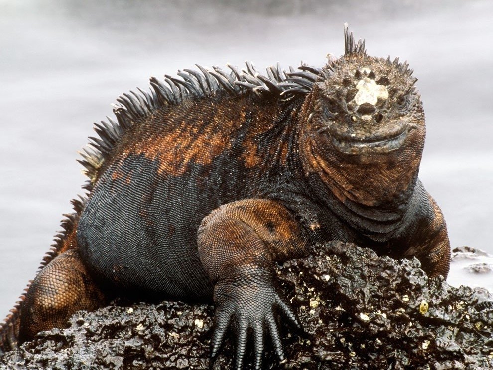 Download Animal Iguana Image