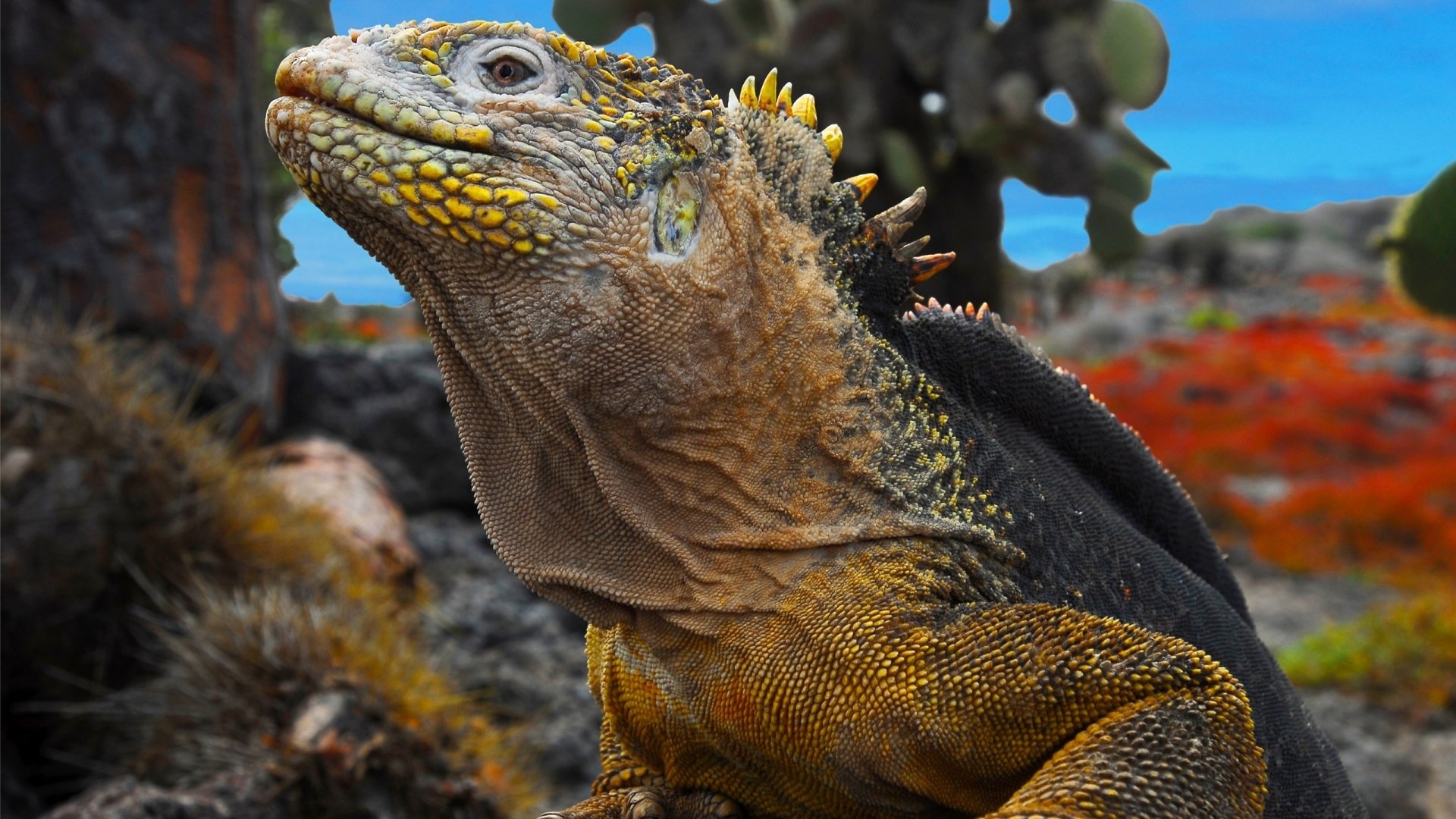Download Animal Iguana Image