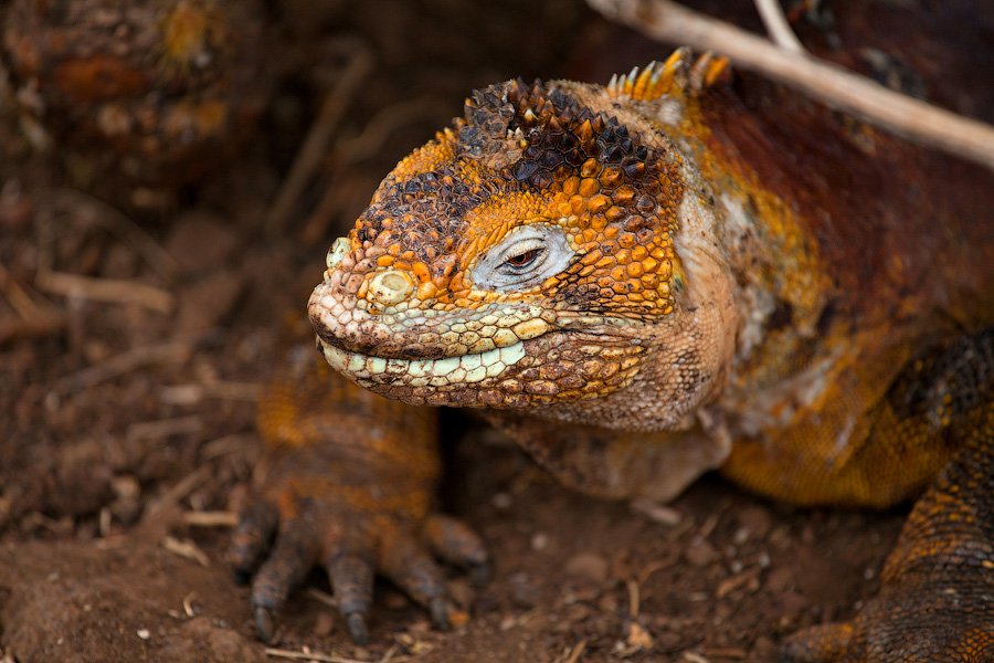 Download Animal Iguana Image