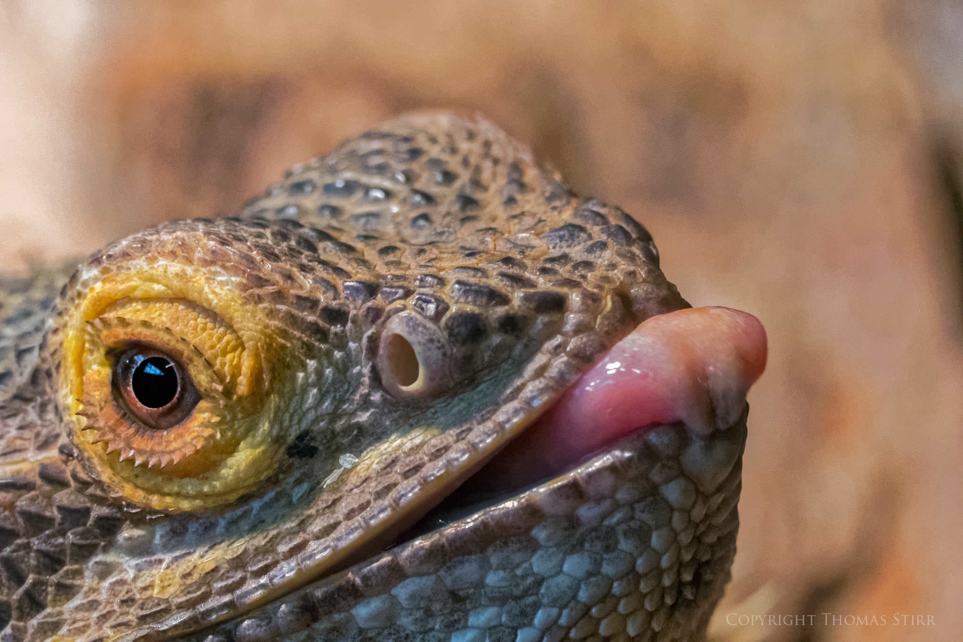 Download Animal Iguana Image