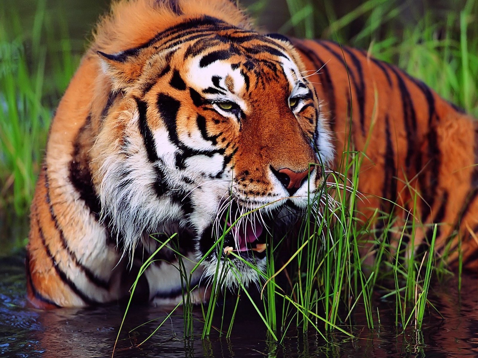 Bengal tiger drinking from a stream - Image Abyss