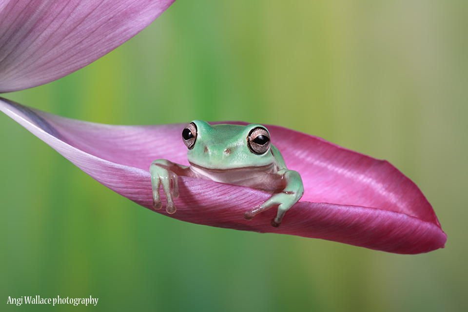Tiny frogs by Angi Nelson Image - ID: 292322 - Image Abyss