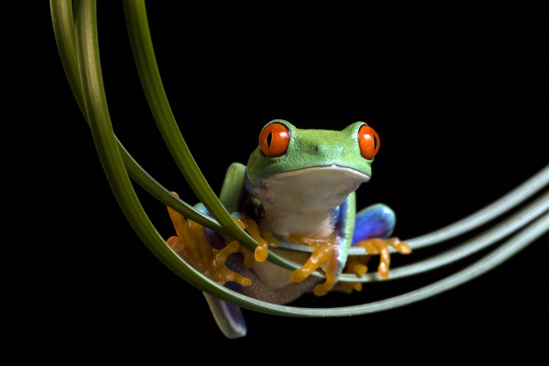 Tiny frogs by Angi Nelson Image - ID: 292338 - Image Abyss