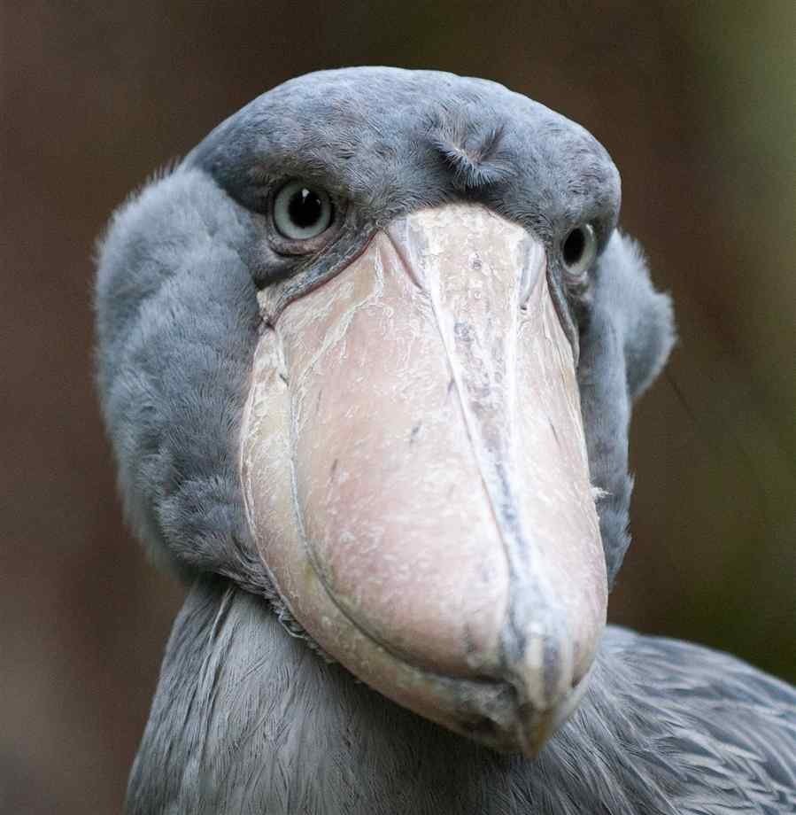 Shoebill - Desktop Wallpapers, Phone Wallpaper, PFP, Gifs, and More!