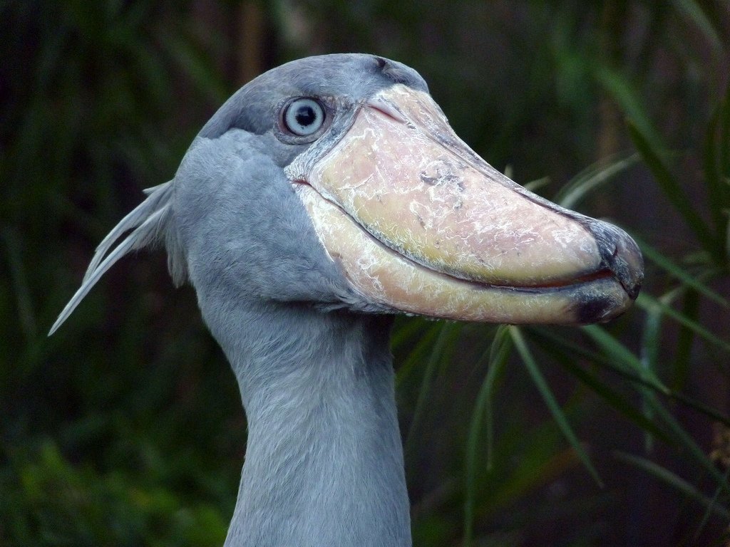 Shoebill - Desktop Wallpapers, Phone Wallpaper, PFP, Gifs, and More!