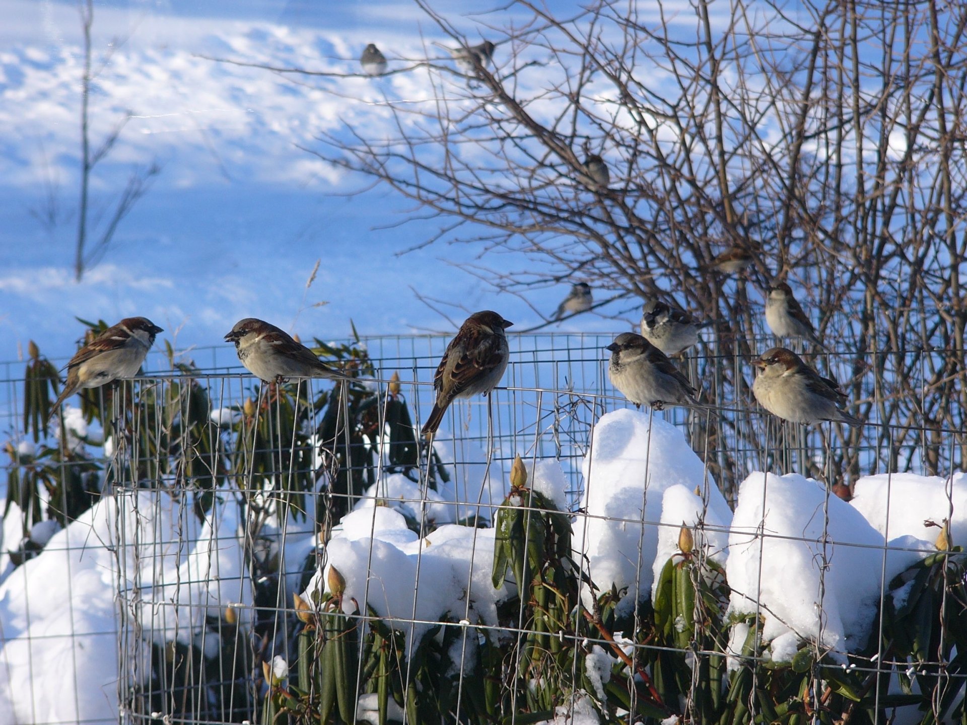 The birds waiting for food in January 2014 by durkeema
