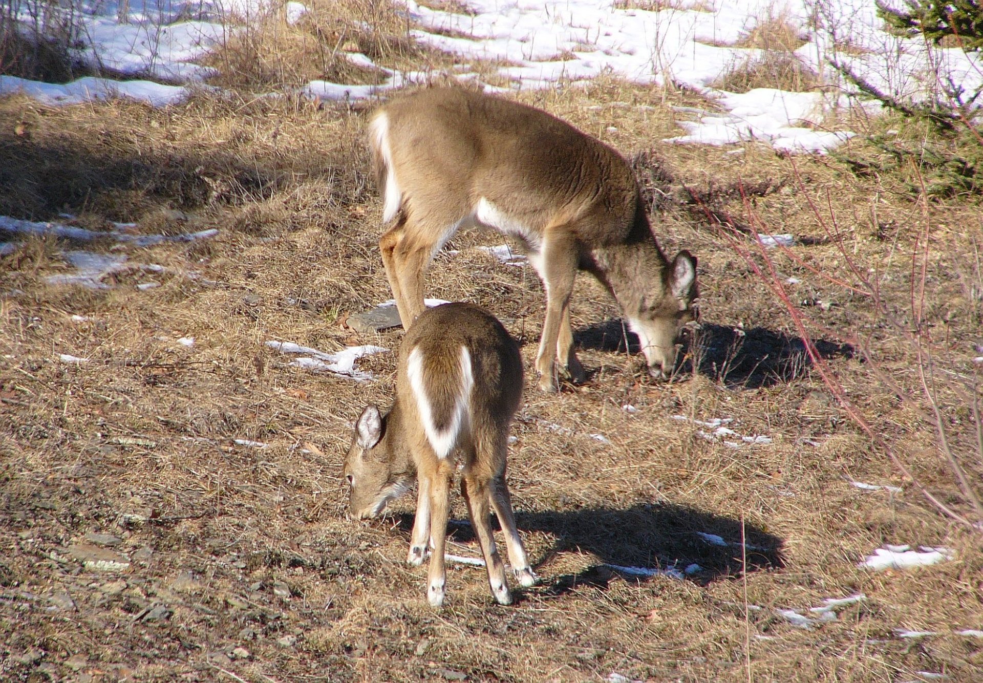 Deer picking through the dry grass in January 2014 Image - ID: 292437 ...