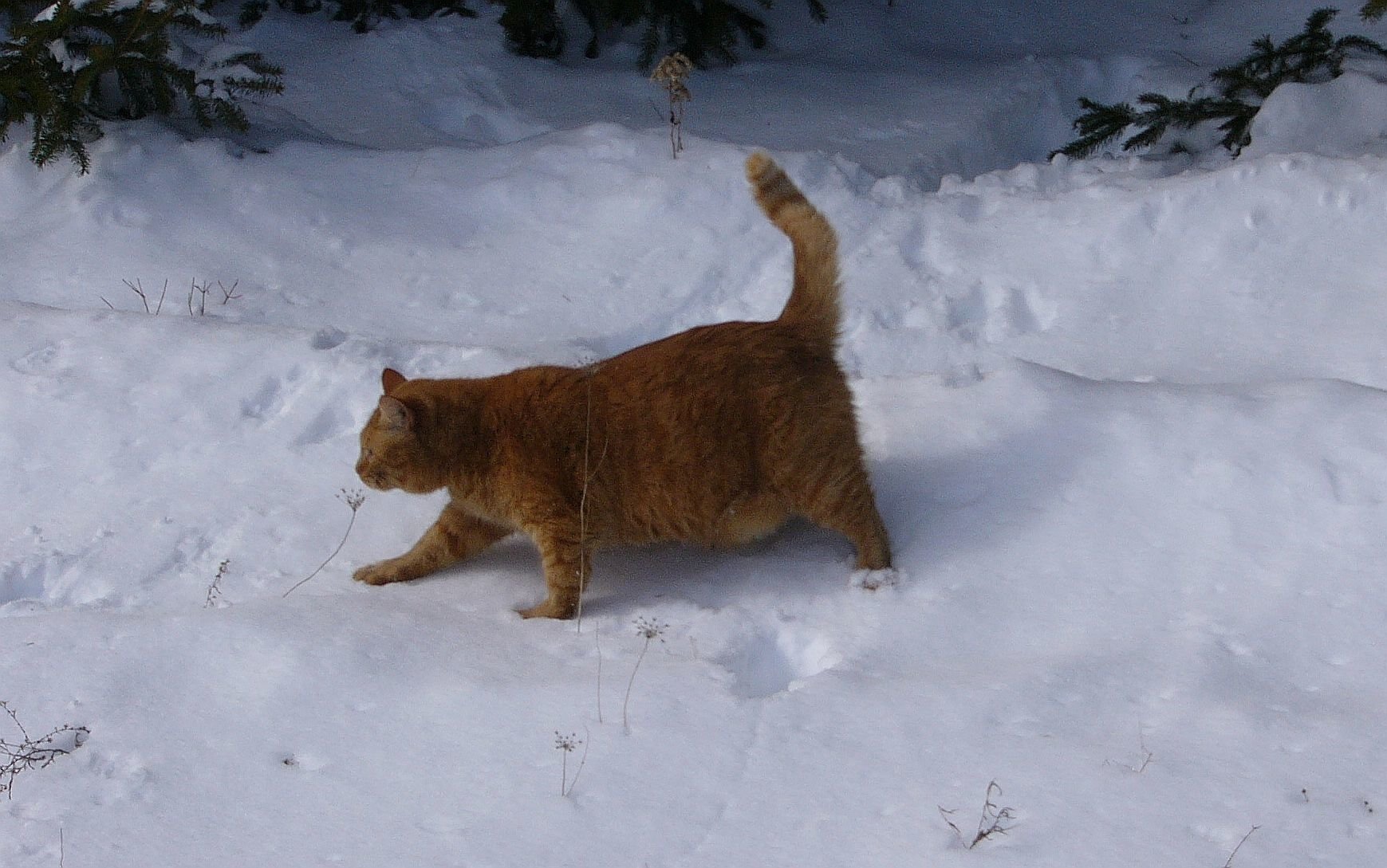 Ullie keeps sinking into the snow. - February 2014 by durkeema