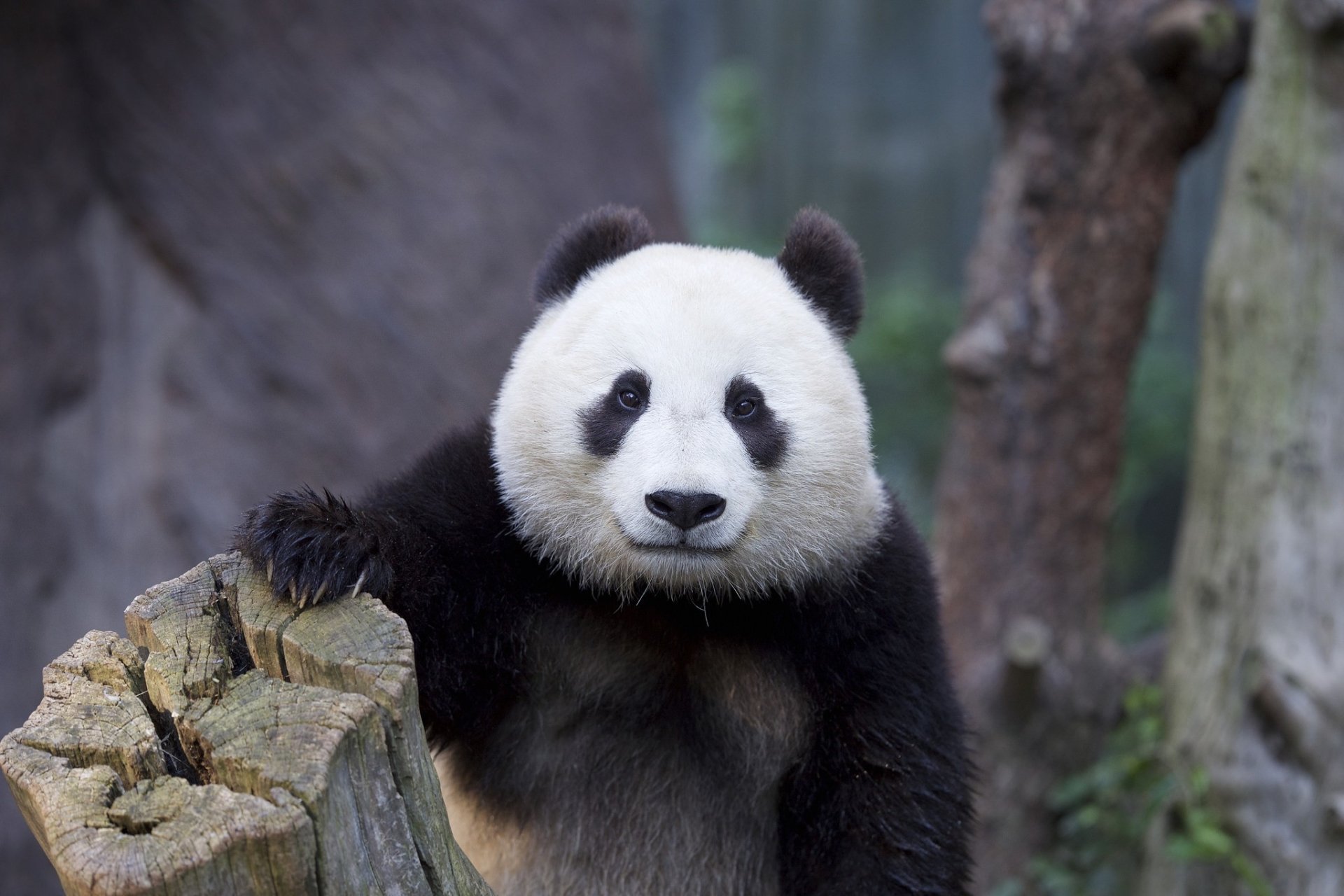 portrait of a Panda Image - ID: 292591 - Image Abyss