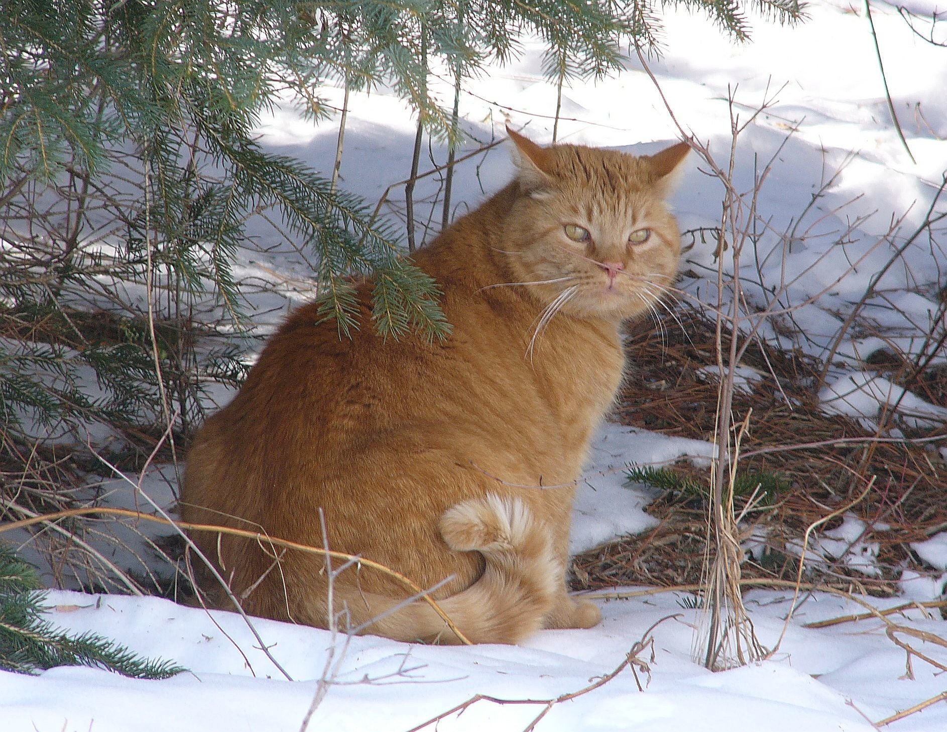 Ullie sitting under a spruce - March 2014 Image - ID: 292670 - Image Abyss