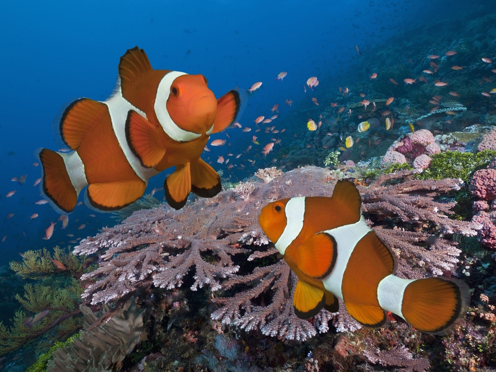 Download Fish Animal Clownfish Image