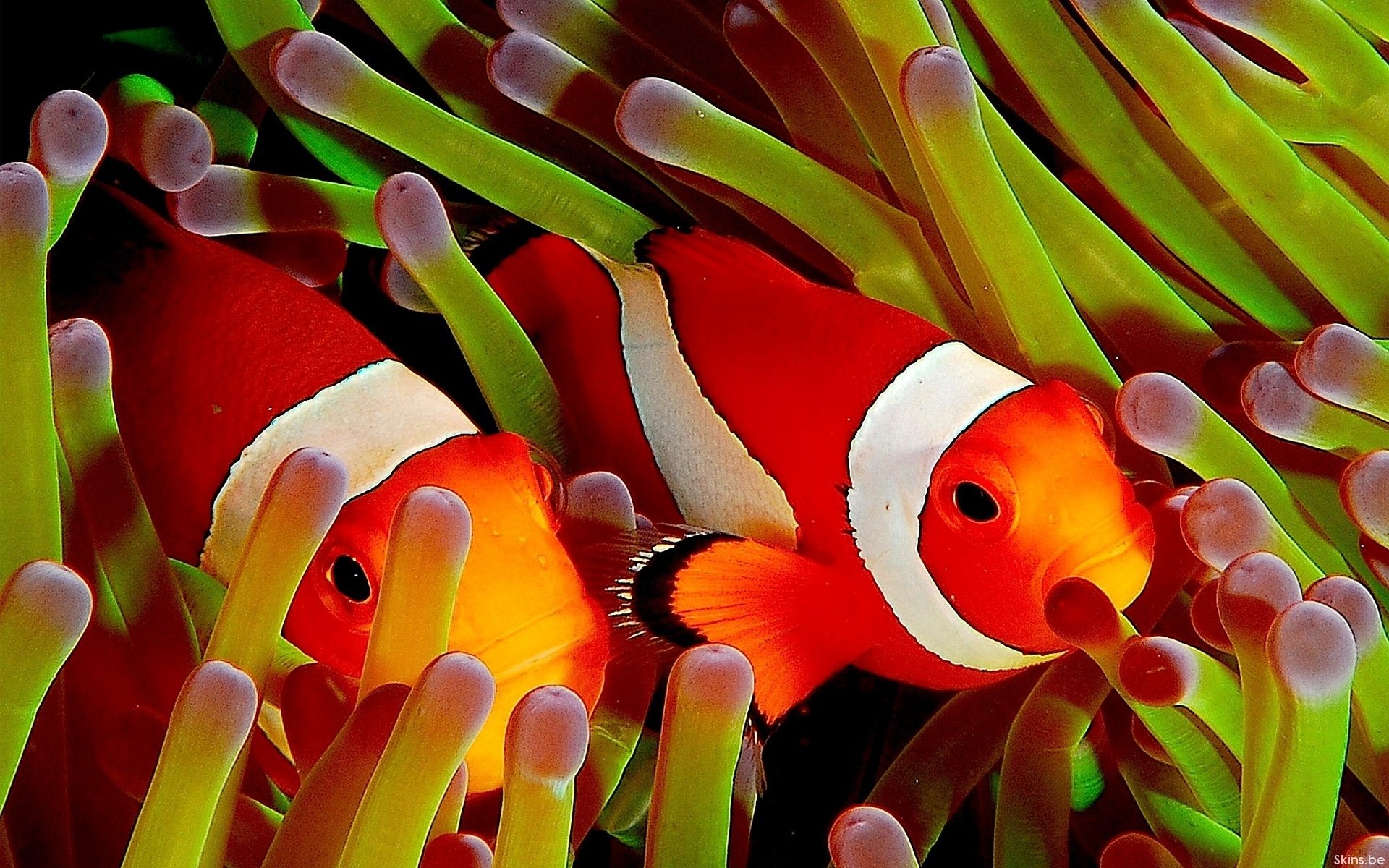 Download Fish Animal Clownfish Image