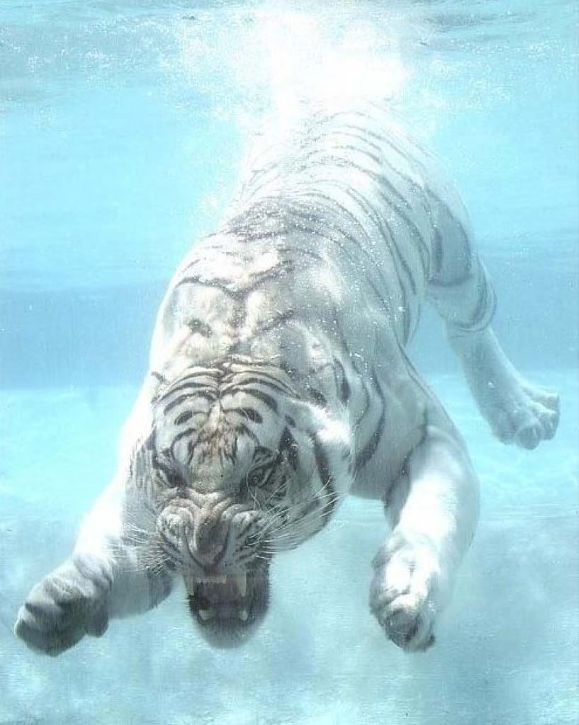 Majestic White Tiger Underwater