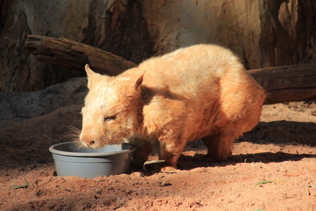 Wombat - Desktop Wallpapers, Phone Wallpaper, PFP, Gifs, and More!