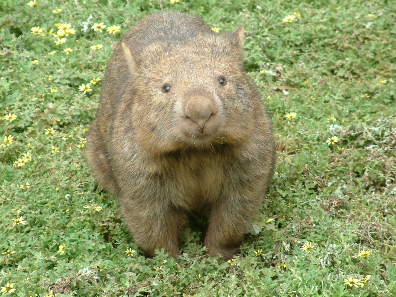 Wombat - Desktop Wallpapers, Phone Wallpaper, PFP, Gifs, and More!