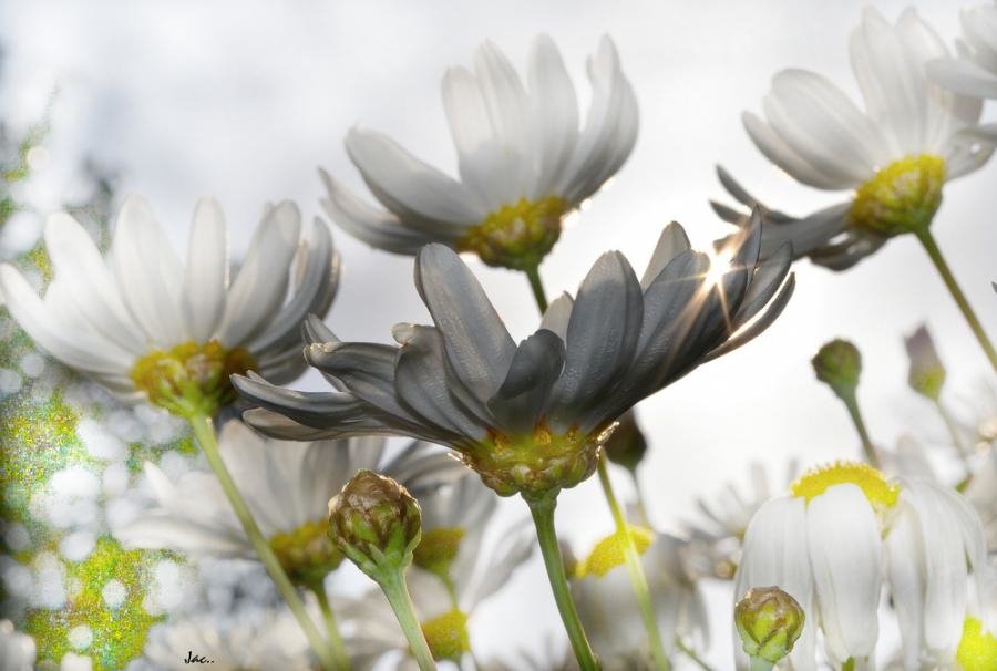 Download White Flower Flower Nature Daisy Image