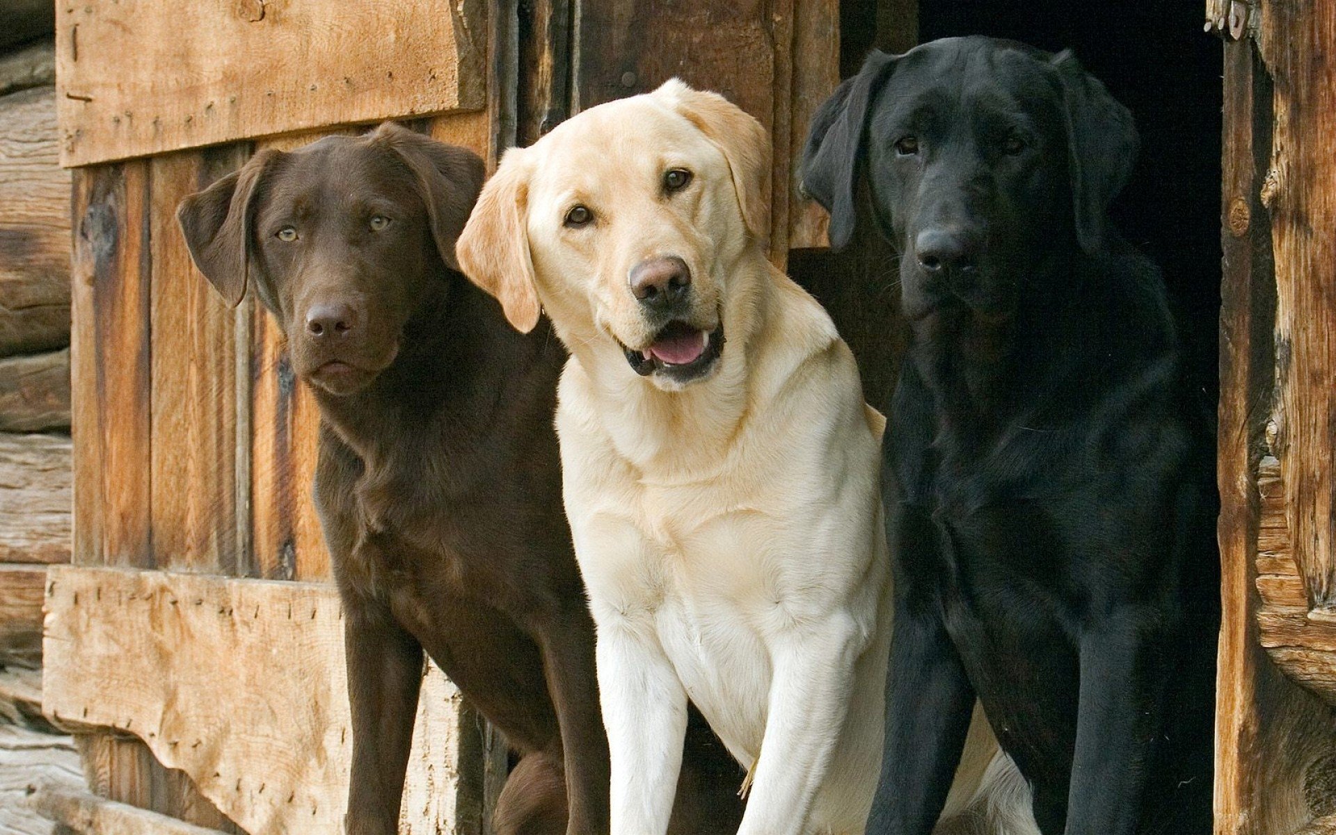 Charming Trio of Labrador Retrievers