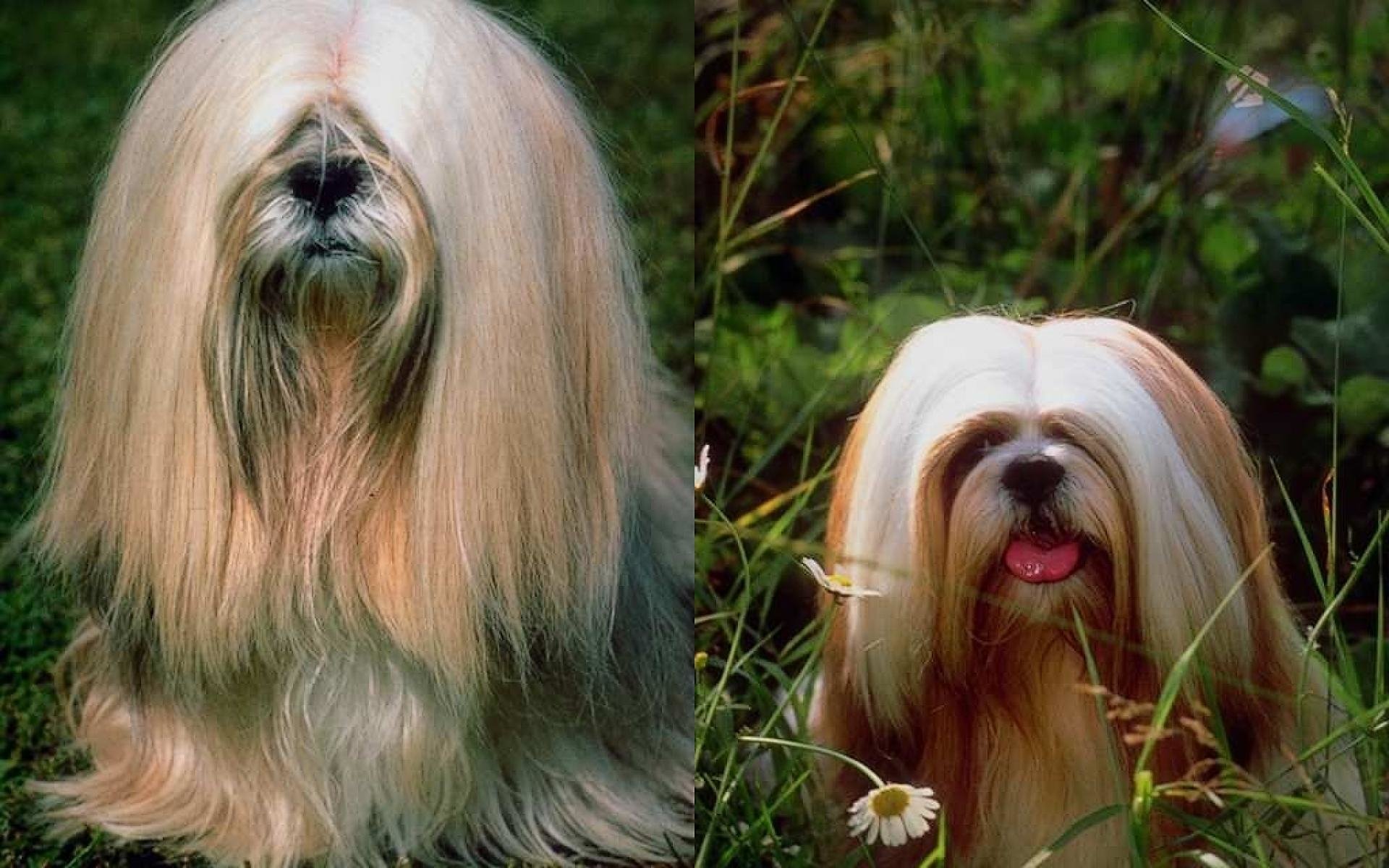 Lhasa Apso Image - ID: 292925 - Image Abyss
