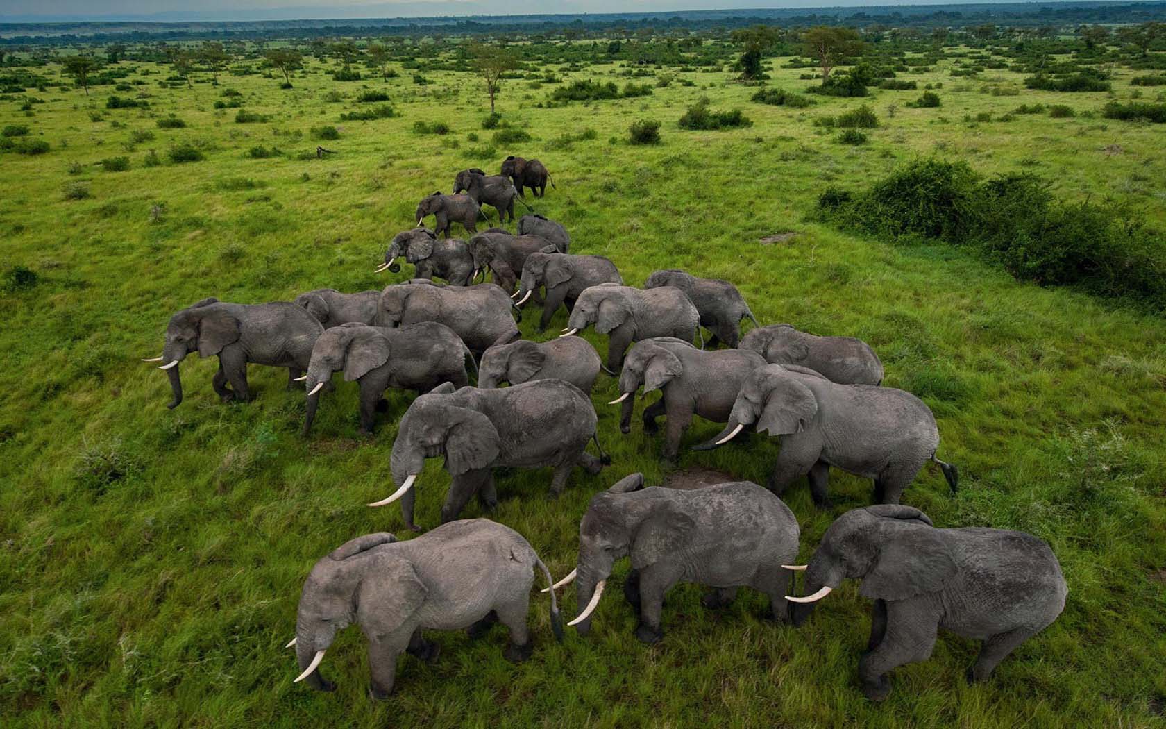 Download Animal African Bush Elephant Image