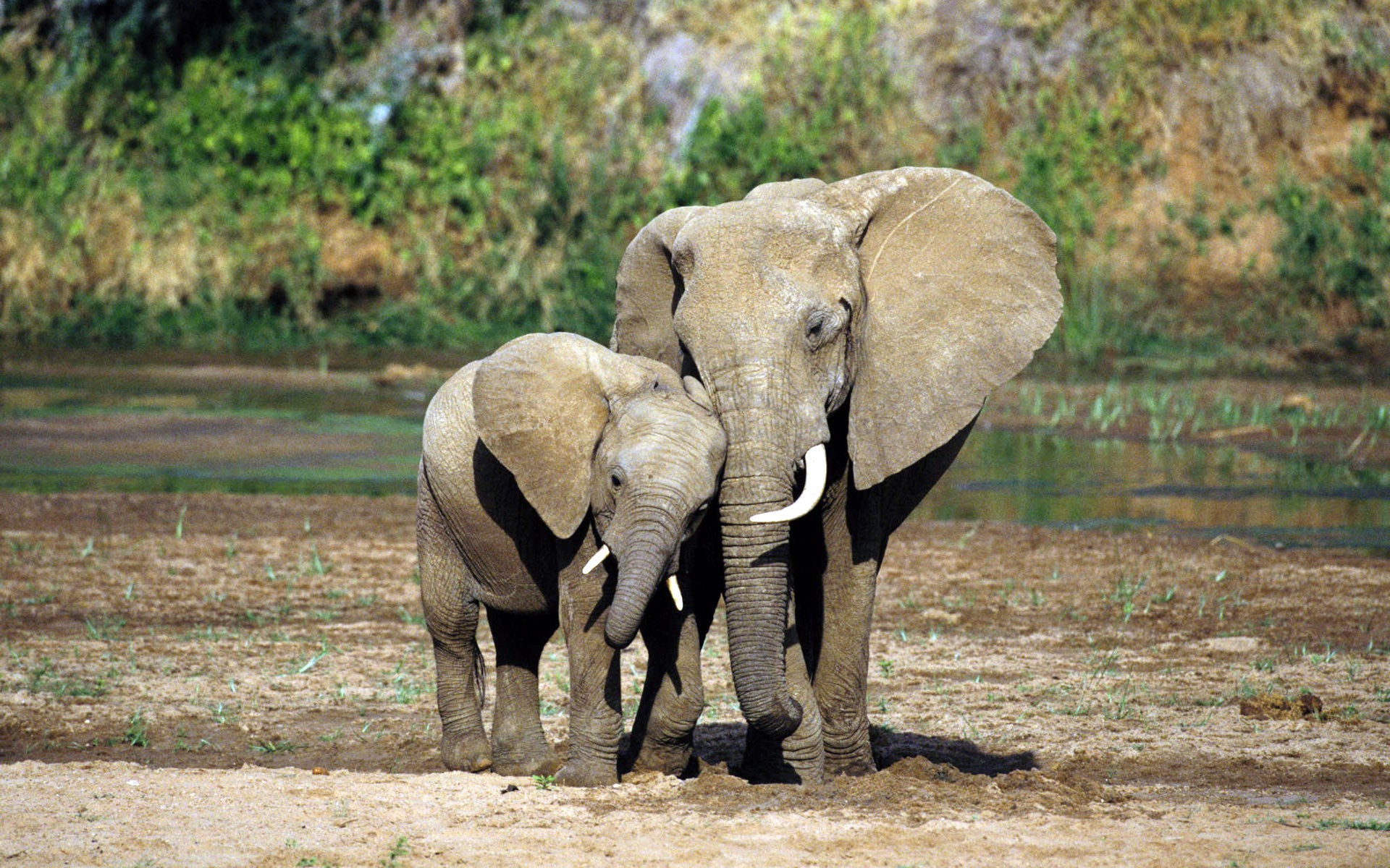Download Animal Elephant Image