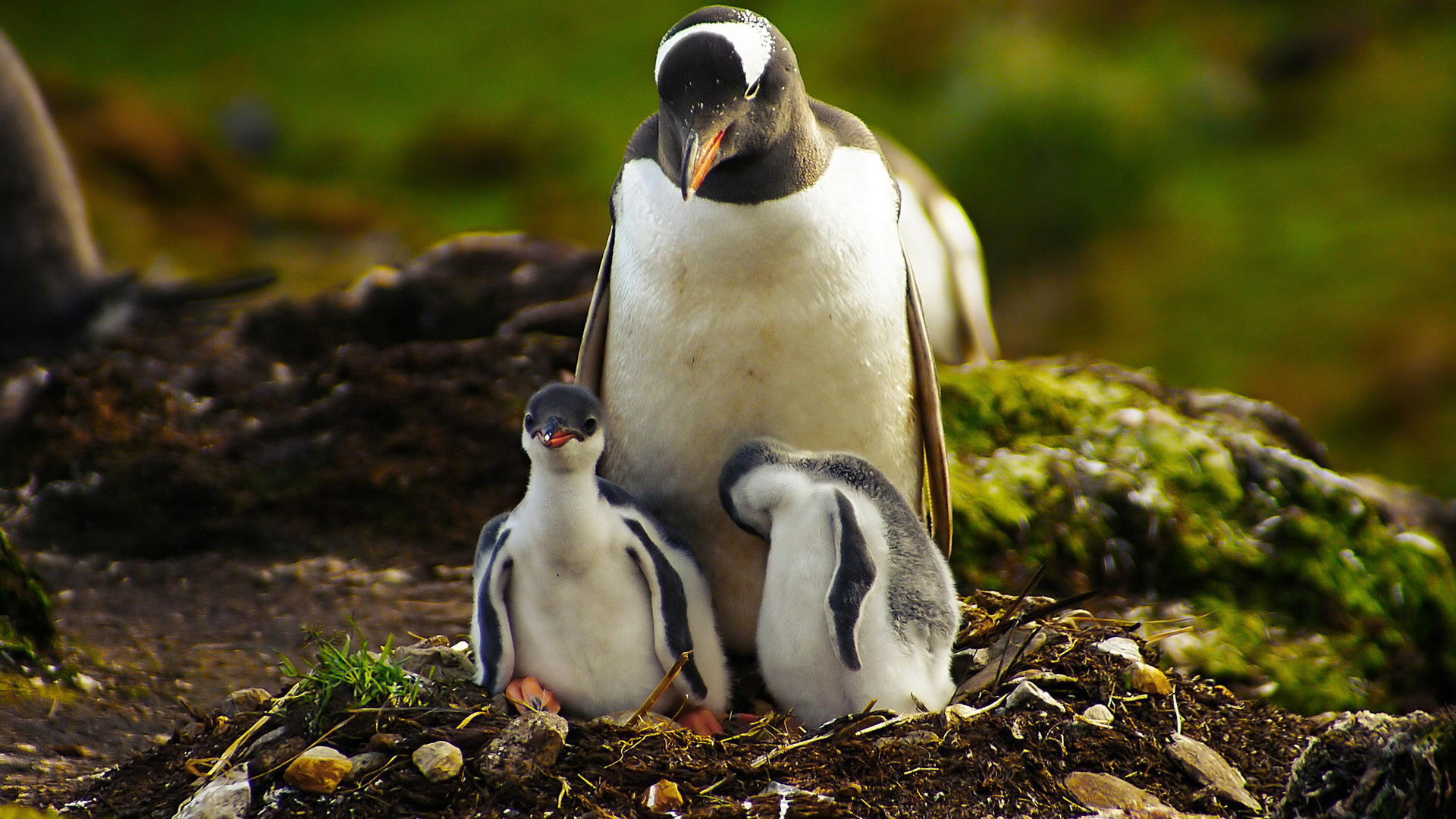 Download Animal Penguin Image