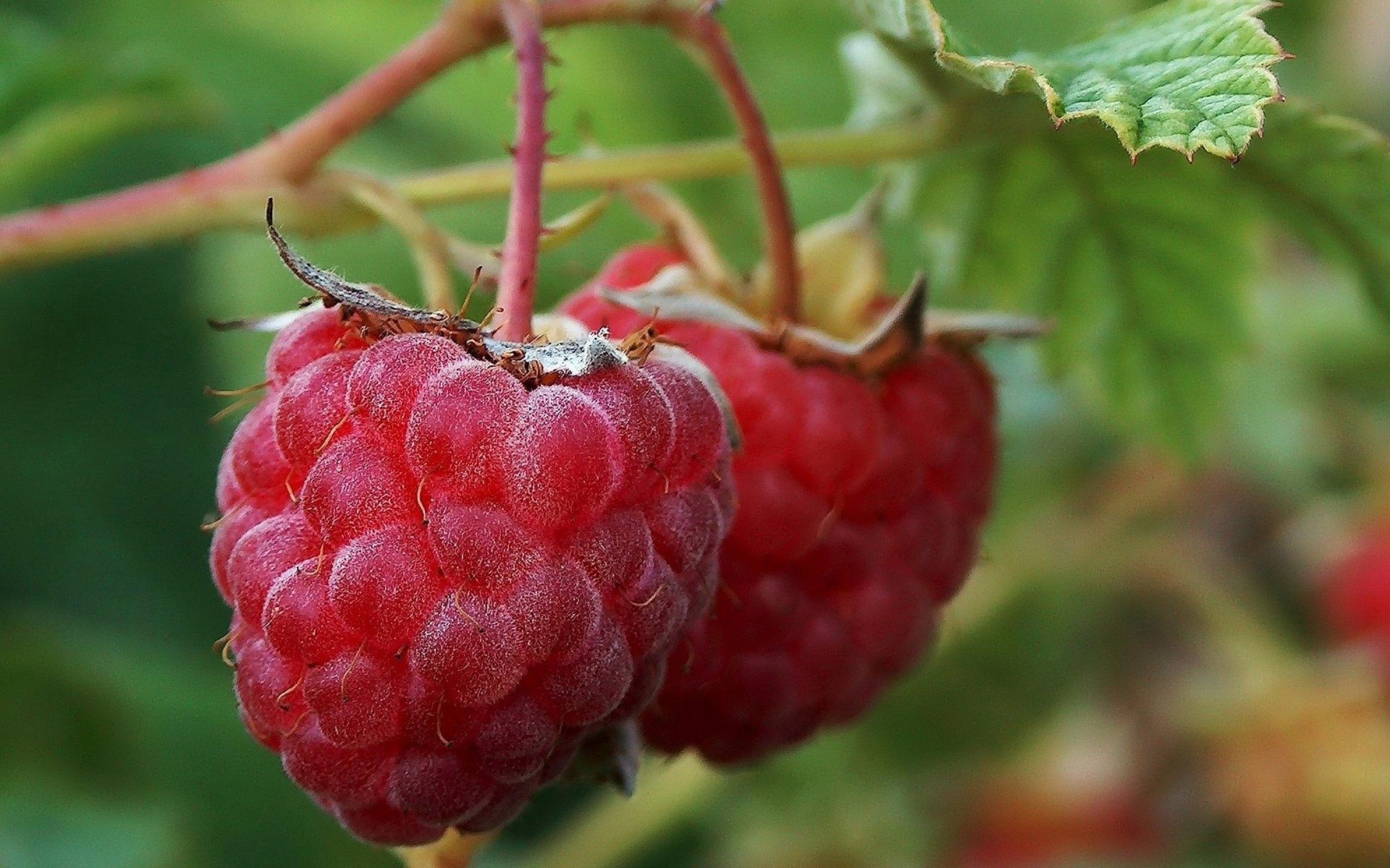 Download Food Raspberry Image