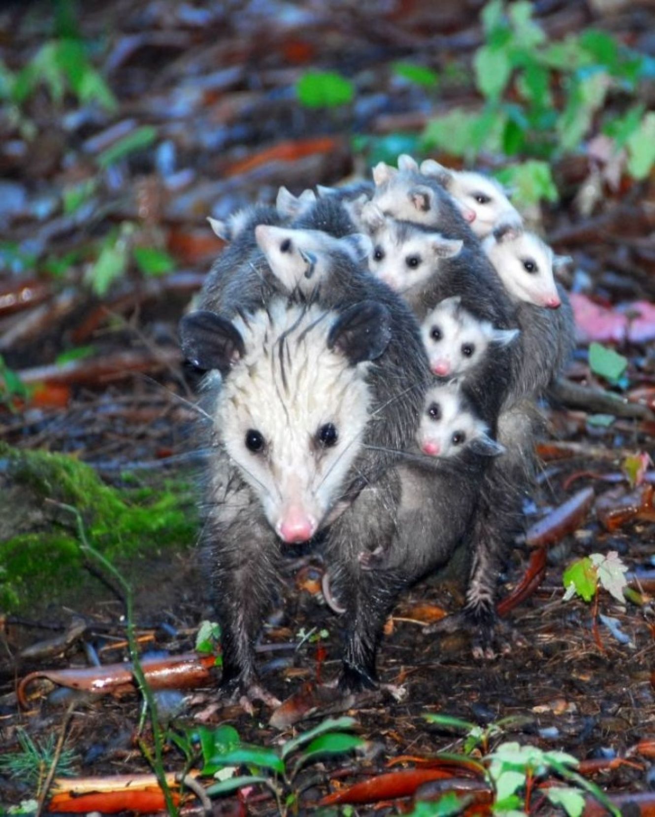 Download Animal Opossum Image