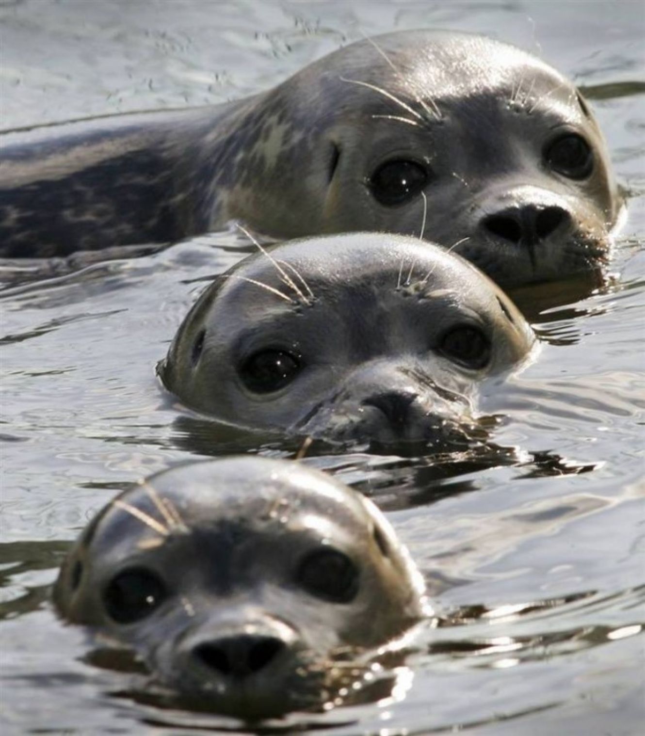Download Animal Seal Image