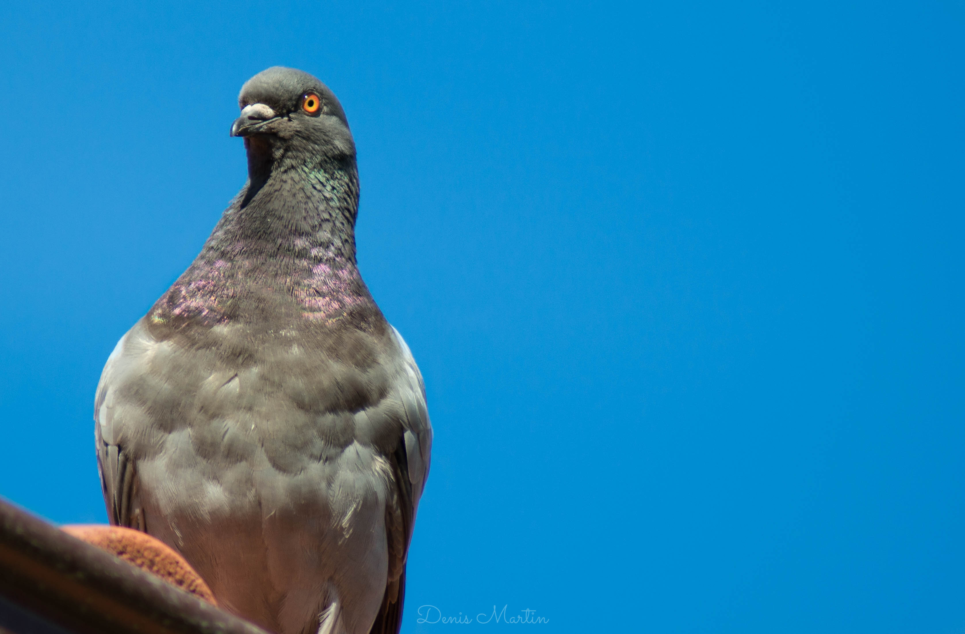 The eye of the pidgeon by MartinDenis - Image Abyss