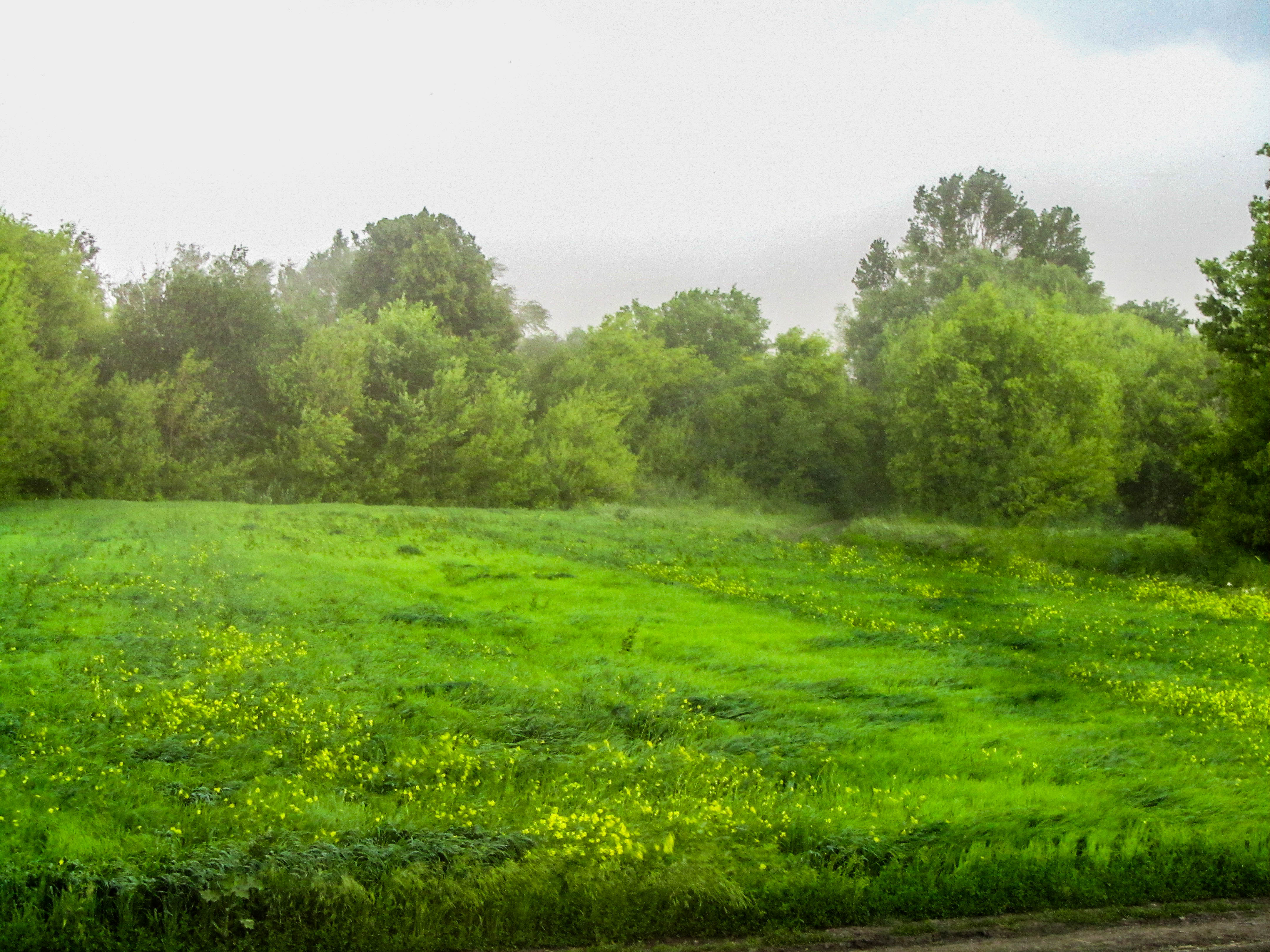 Download Nature Field Image by Vergilius