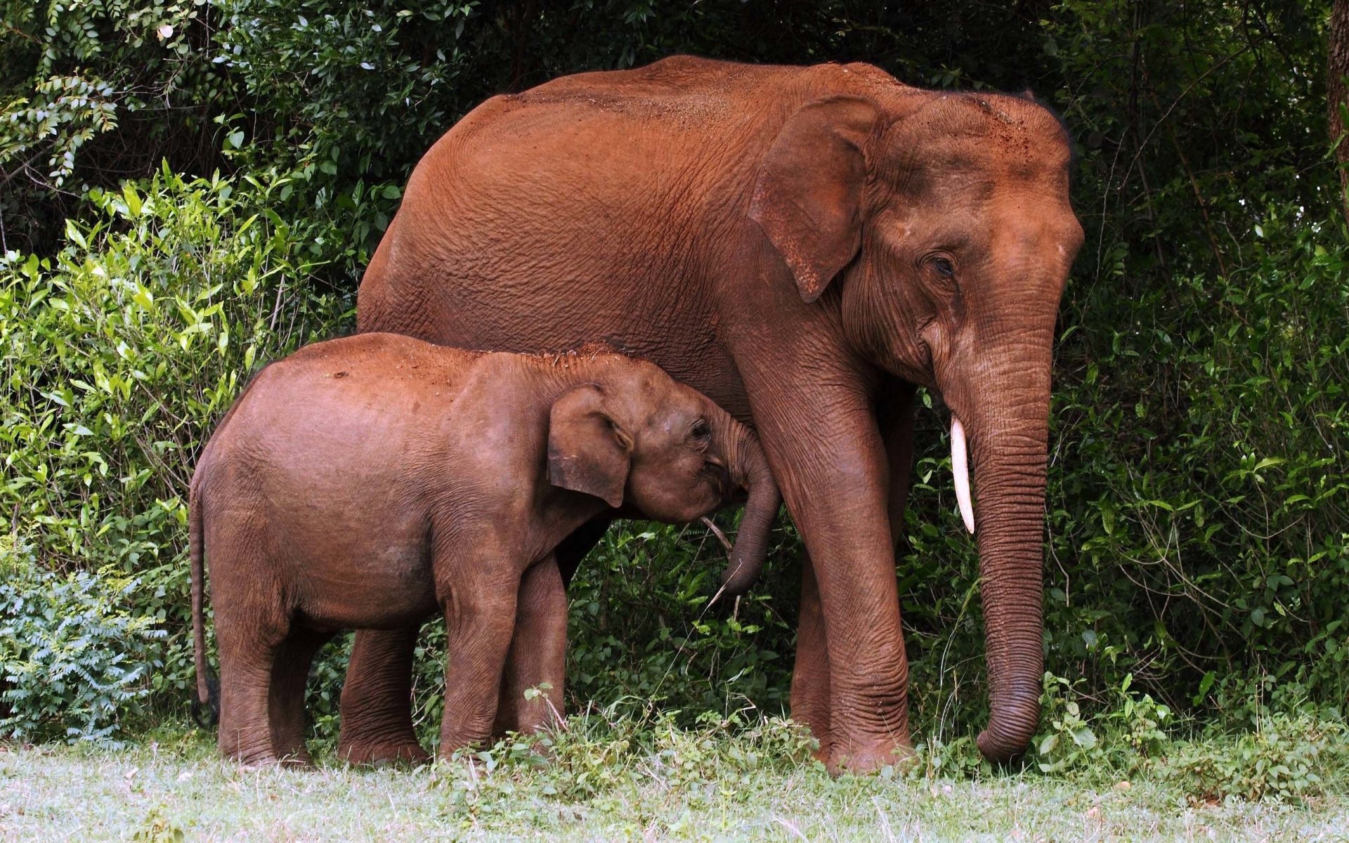 Asian Elephant Picture - Image Abyss