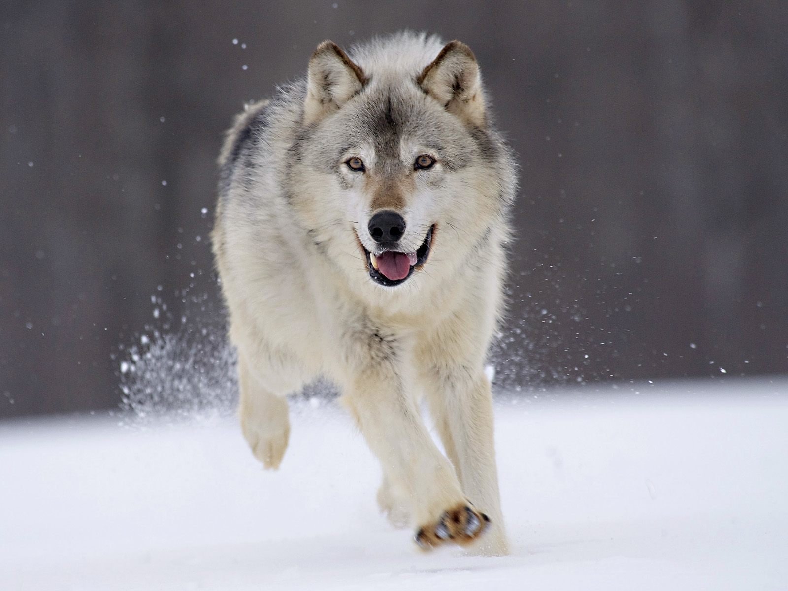 Majestic Wolf in Motion