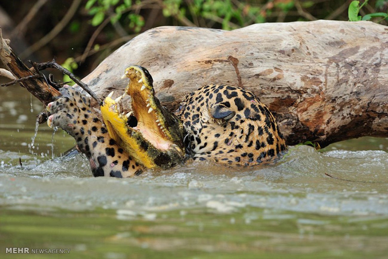 Download Animal Jaguar Image