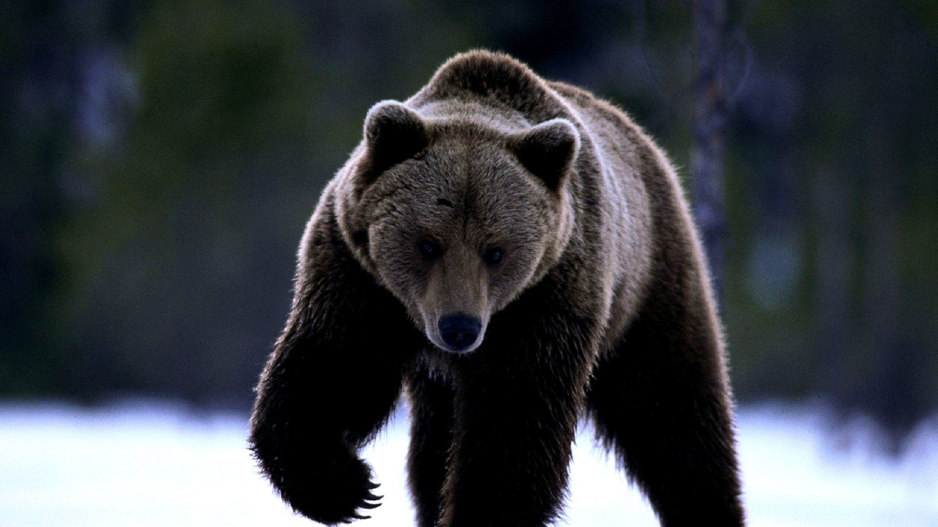 Download Animal Bear Image