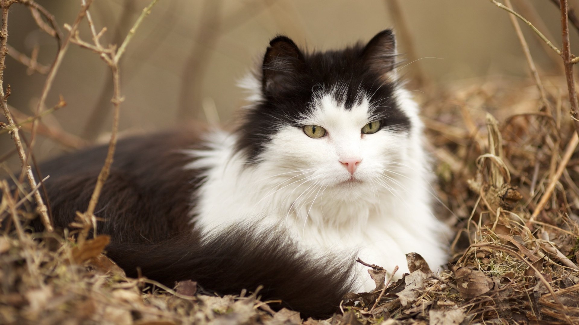 Download Animal Cat Image