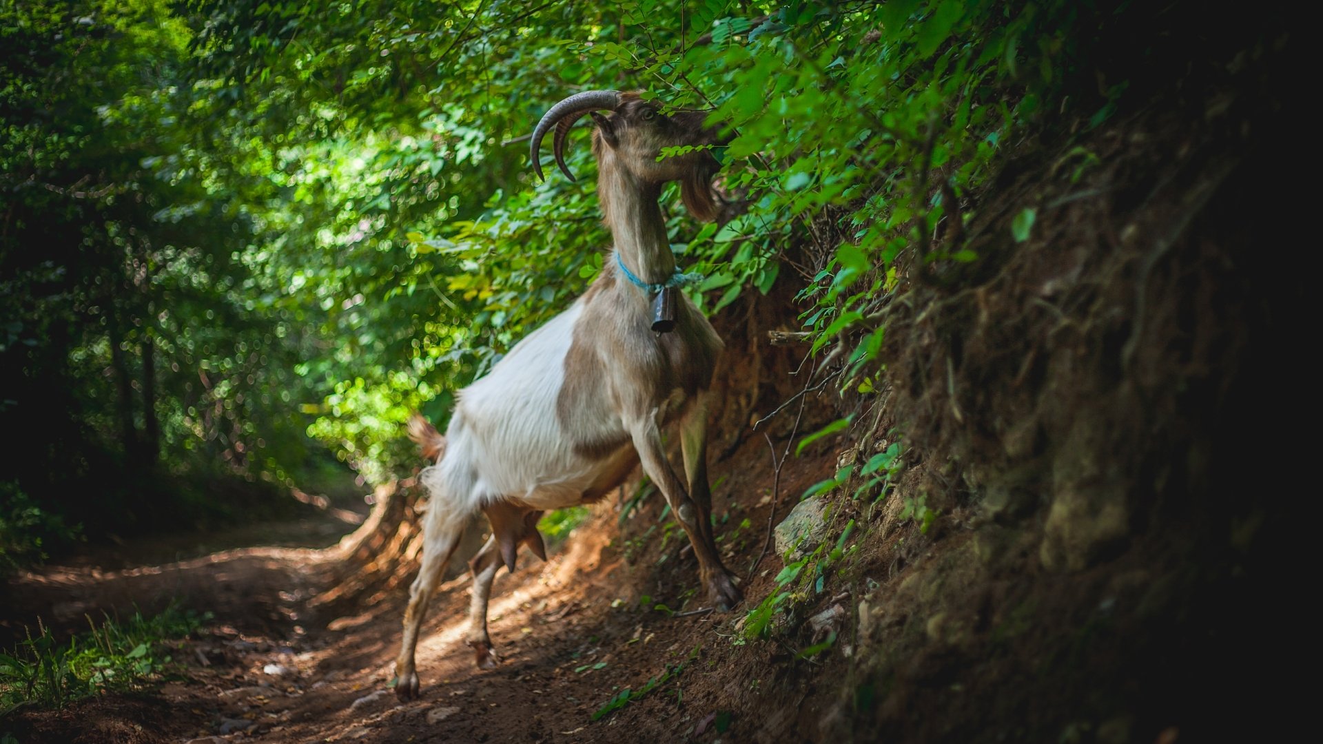 Goat Simulator by JasminZejnic