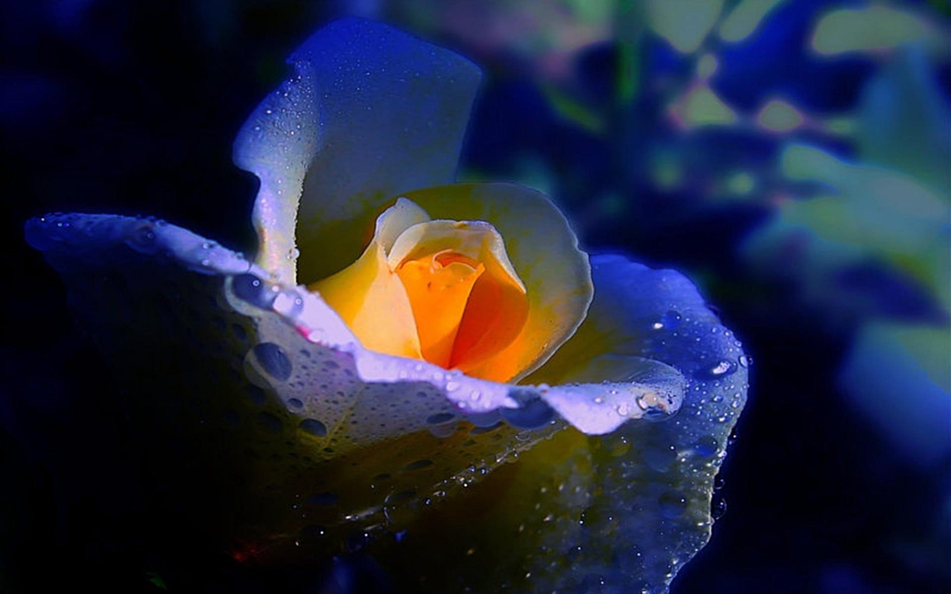 Enchanted Rose: Nature’s Dew-Kissed Elegance