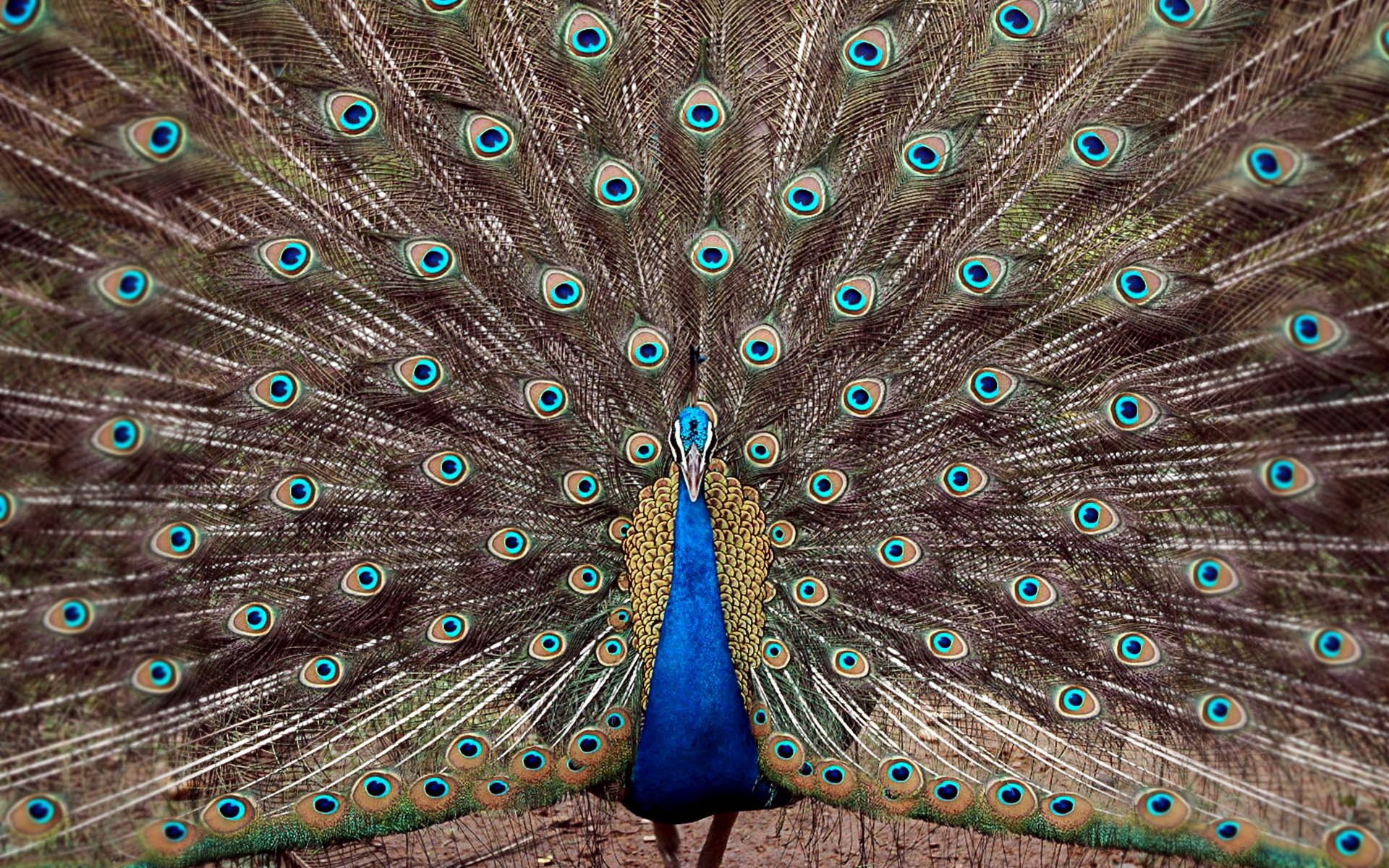 Majestic Peacock Feathers: A Close-Up Display of Nature's Artistry