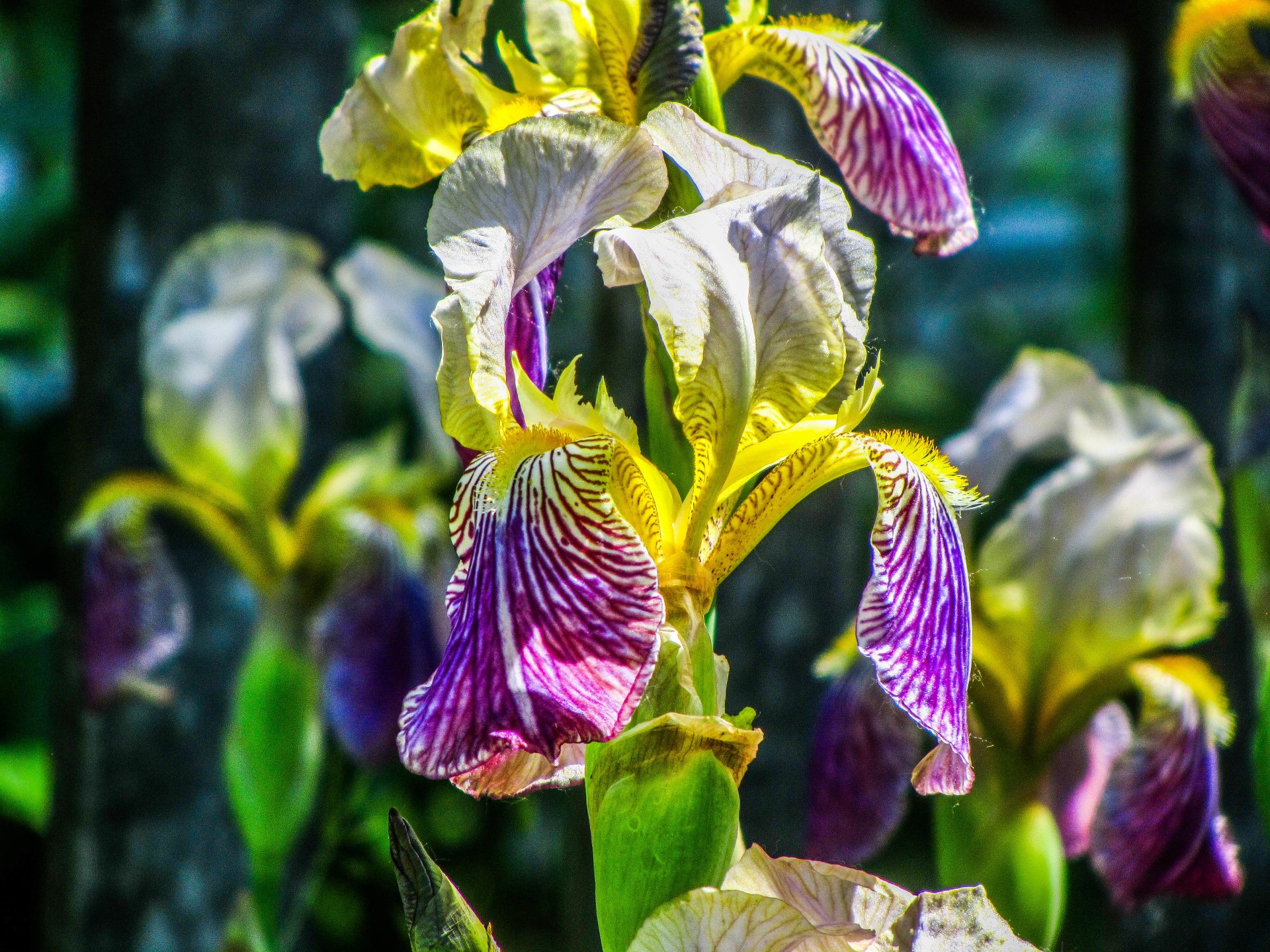 Golden-Edged Purple Iris: A Sunlit Garden Bloom by Vergilius